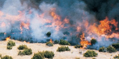 Fire in California's Ecosystems by Jan W. van Wagtendonk, Neil Sugihara ...